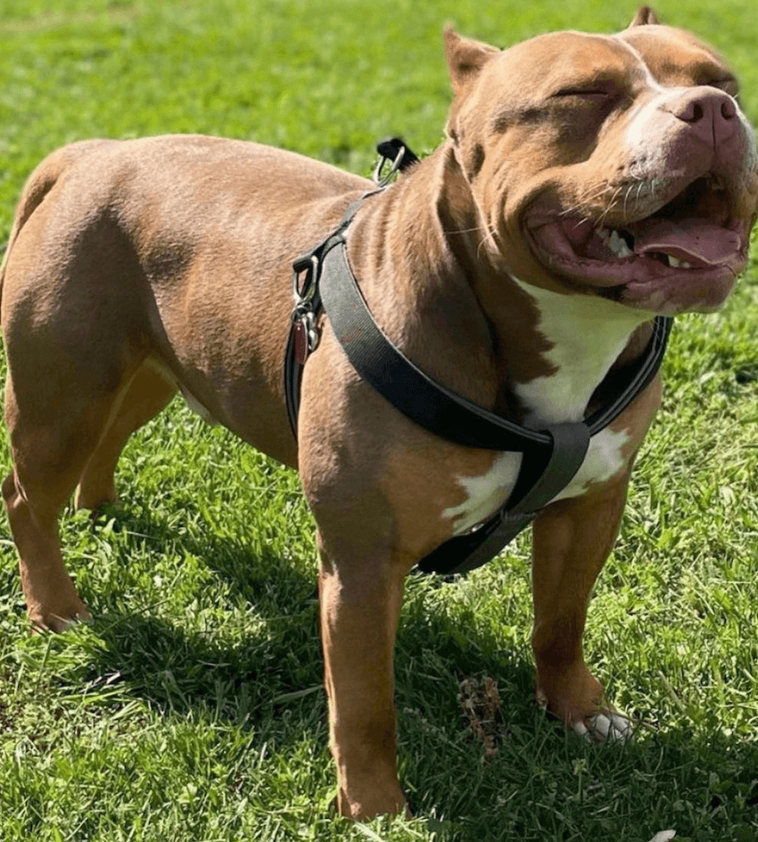 Productions | Carolina Bullies