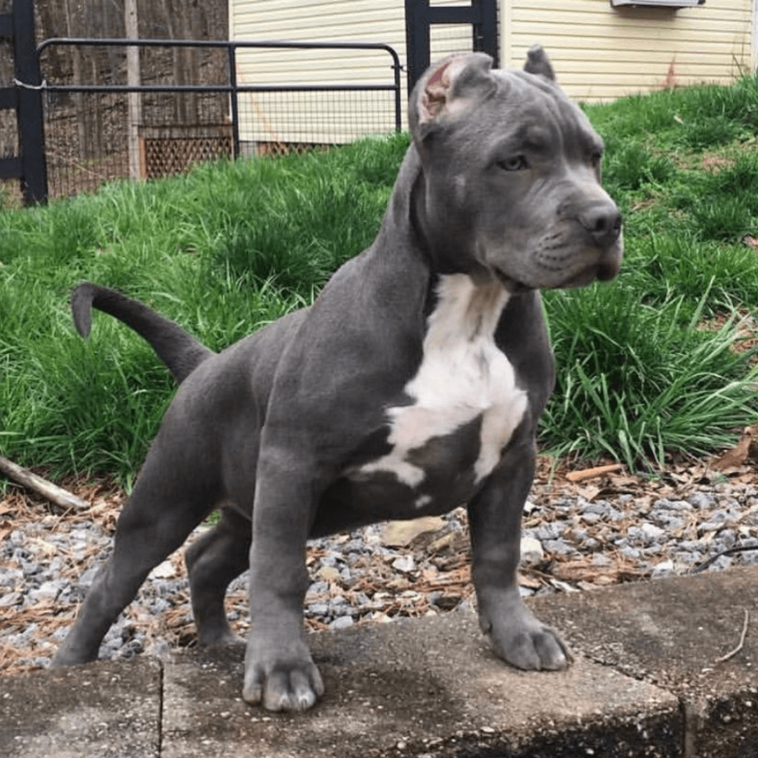 Productions | Carolina Bullies