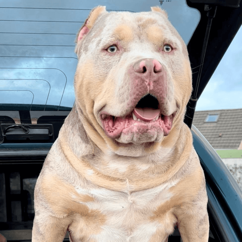 Carolina Bullies | American XL Bully Puppies and Studs