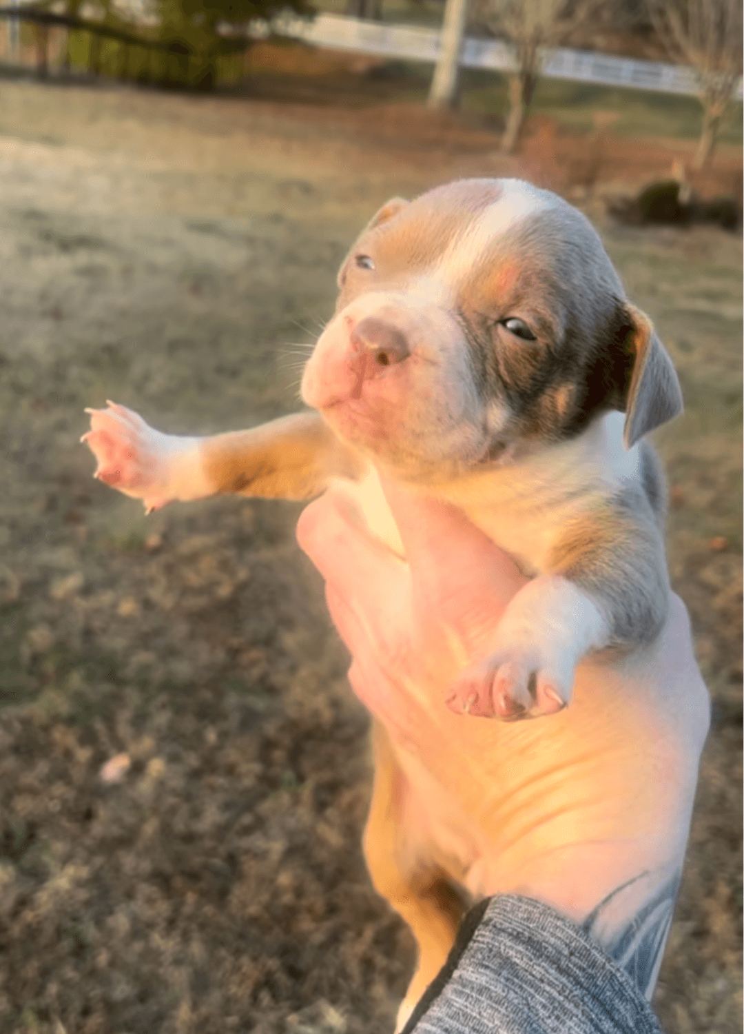 XL Bully Puppies | Carolina Bullies