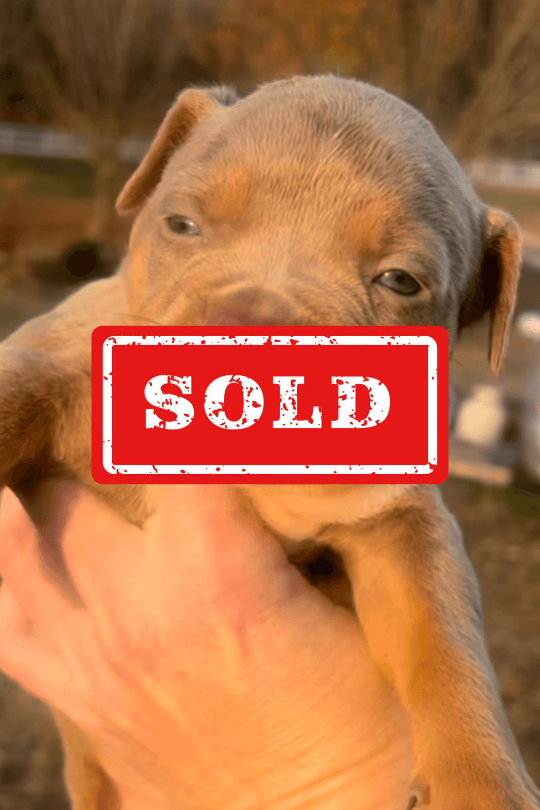 Carolina Bullies | American XL Bully | XL Bully Puppies