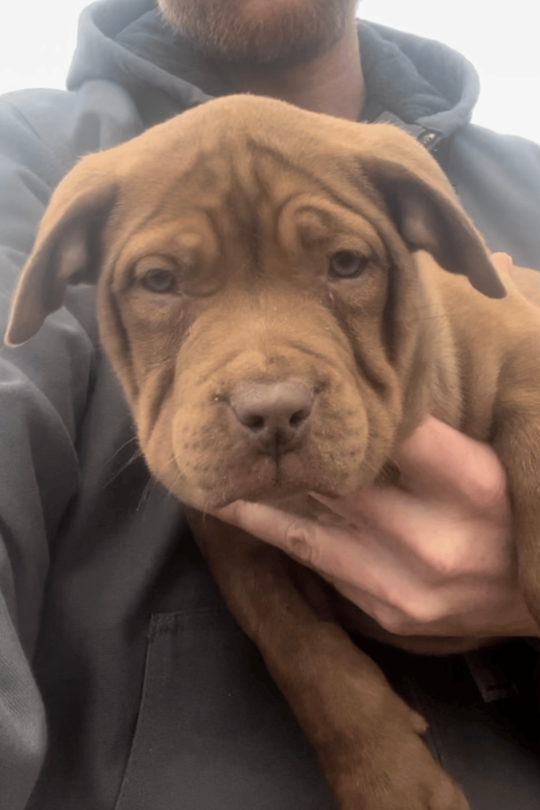 Carolina Bullies | American XL Bully | XL Bully Puppies