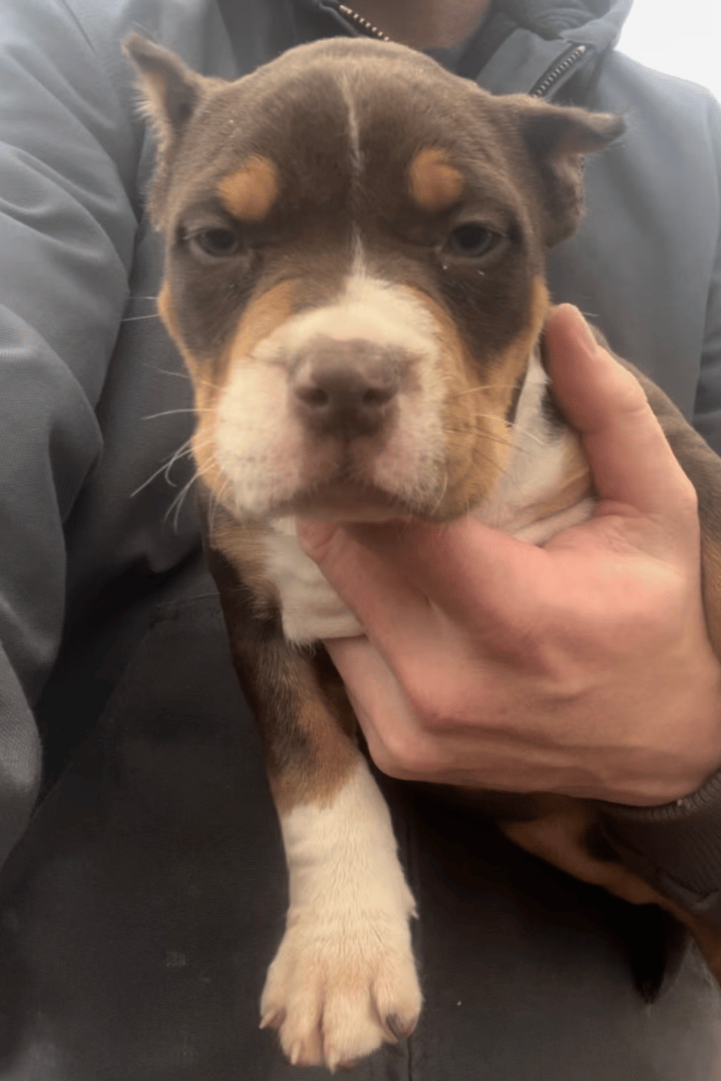 Carolina Bullies | American XL Bully | XL Bully Puppies