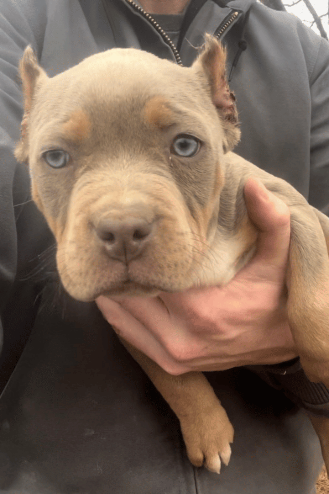 Carolina Bullies | American XL Bully | XL Bully Puppies