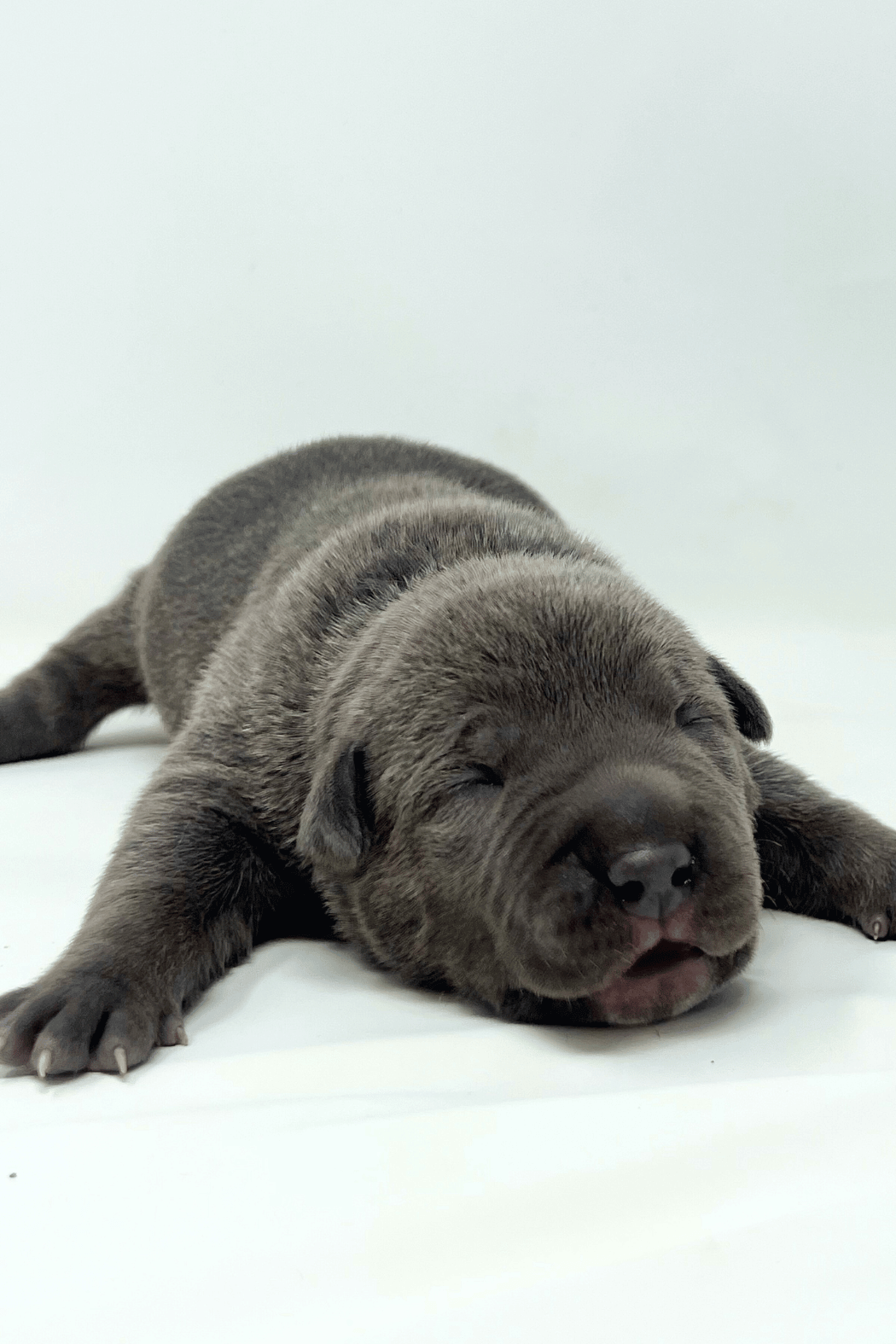 XL Bully Puppies | Carolina Bullies