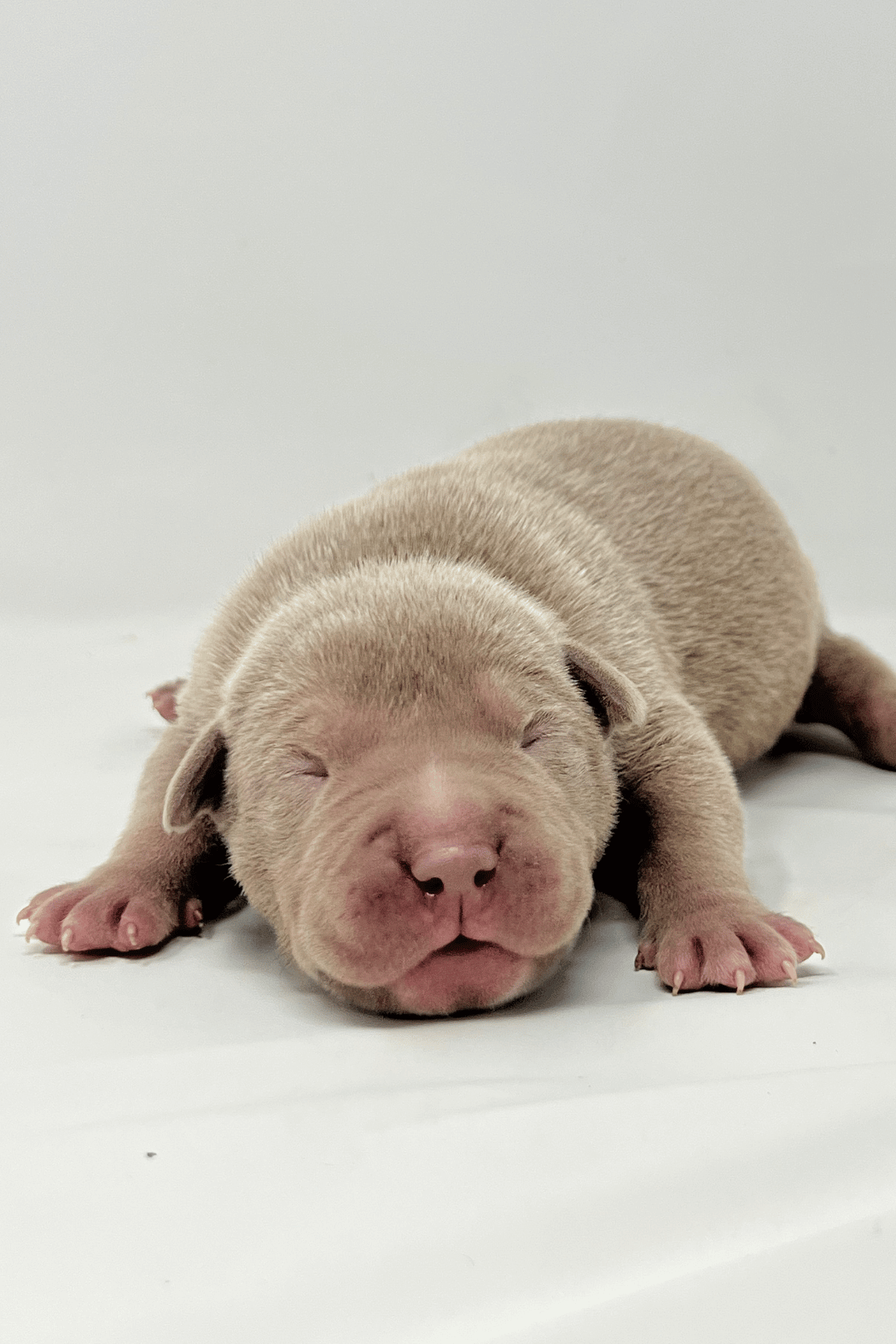 XL Bully Puppies | Carolina Bullies