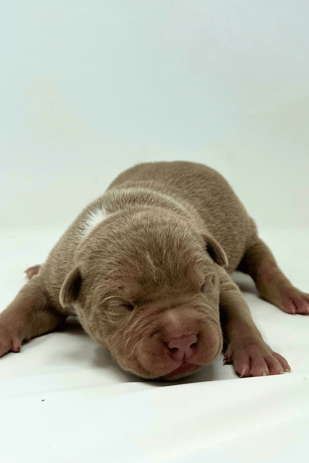 XL Bully Puppies | Carolina Bullies