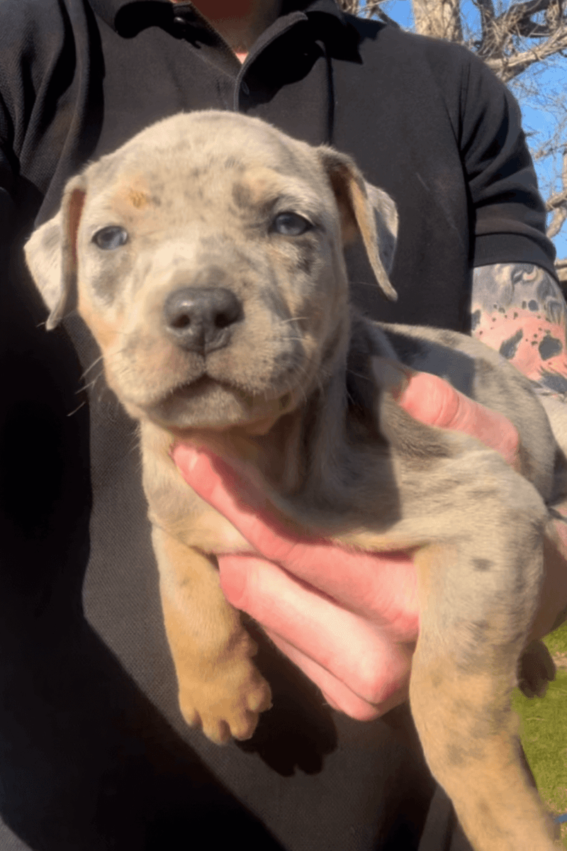 American xl bully puppies