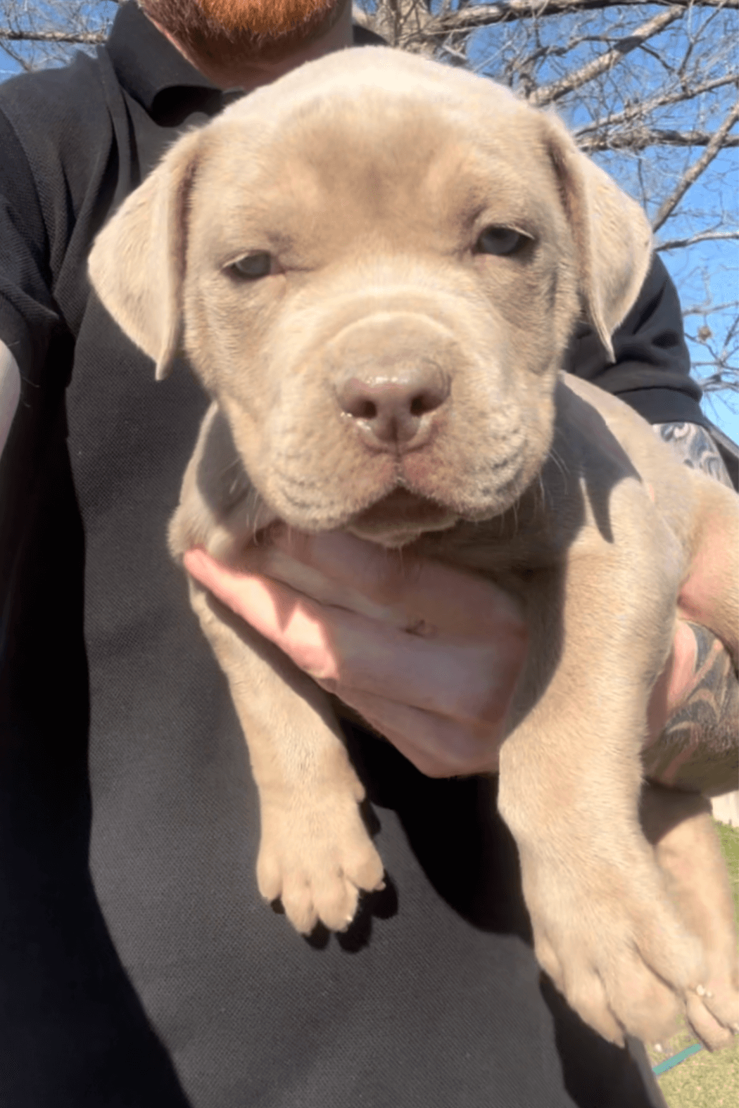 XL Bully Puppies | Carolina Bullies