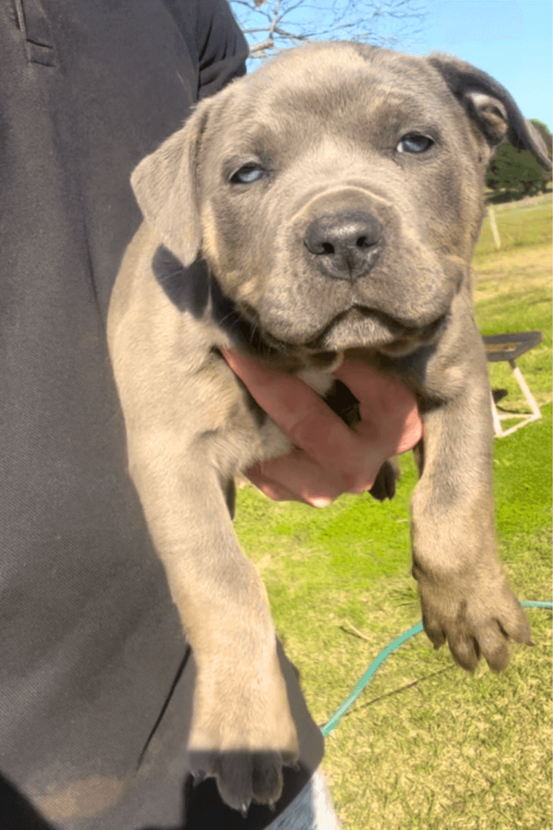 XL Bully Puppies | Carolina Bullies