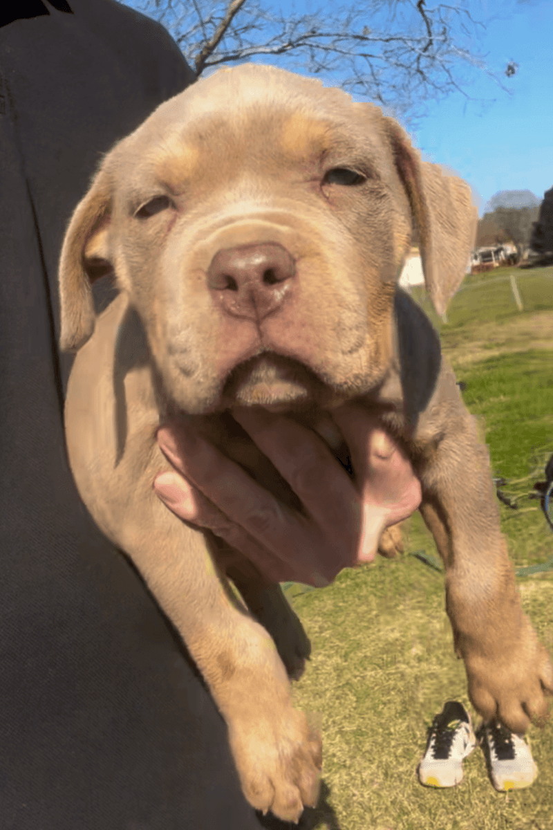 XL Bully Puppies | Carolina Bullies