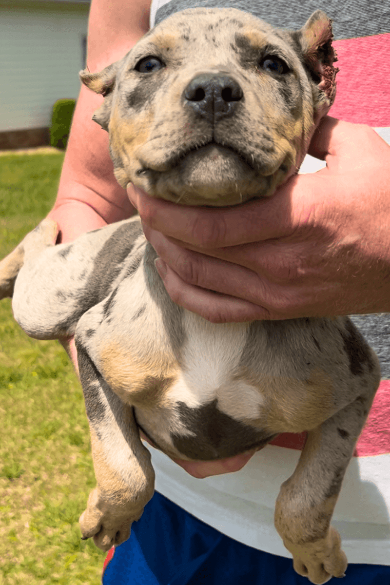XL Bully Puppies | Carolina Bullies