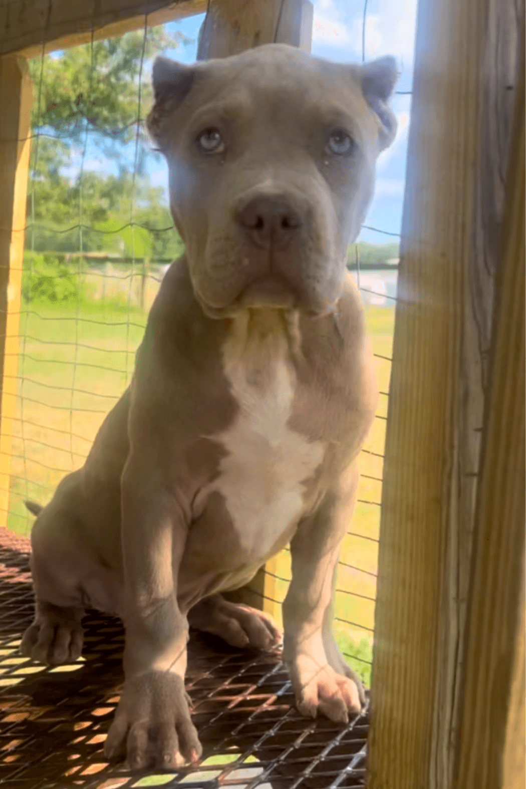 XL Bully Puppies | Carolina Bullies
