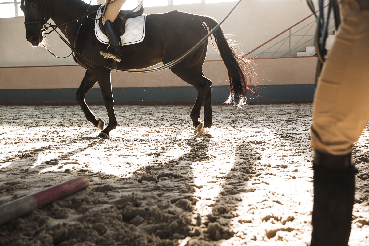 Longenstunden: Warum dieser unterschätzte Aspekt des Reitens so wichtig ist