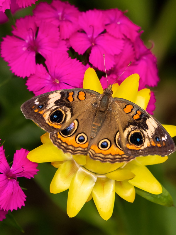 Bermudes | Rêves de Soleil | Vacances Air Canada
