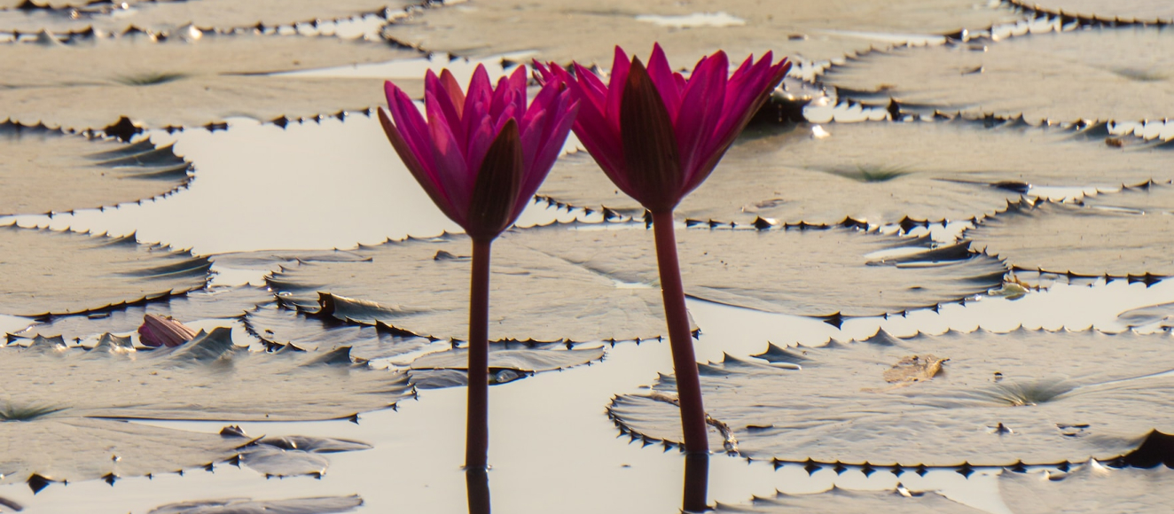 Codependency: Definition & Causes | Sequoia Behavioral Health