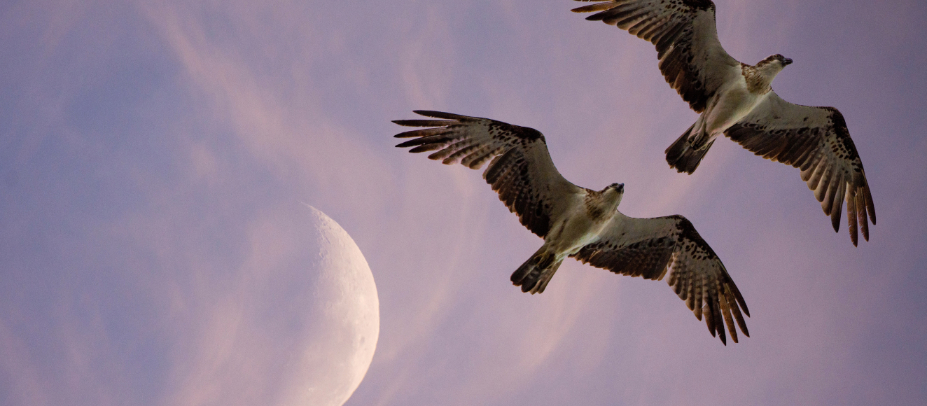 Dual Diagnosis: Definition & Treatment | SBH