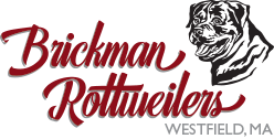 Brickman Rottweilers | Excellent Temperament Dogs for Companionship ...