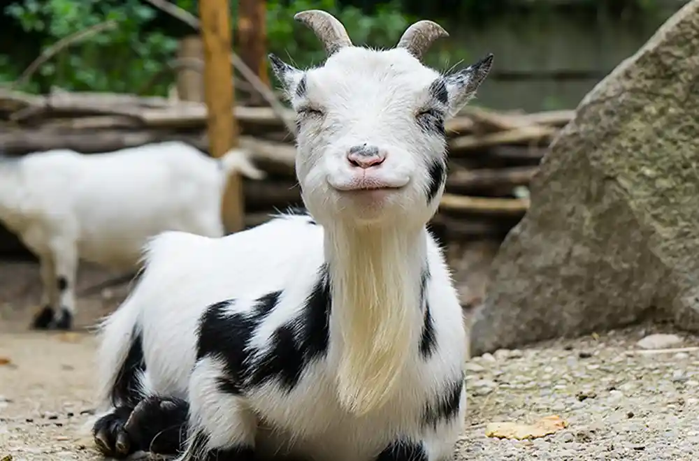 The Top 10 Most Popular Tourist Attractions in Germany