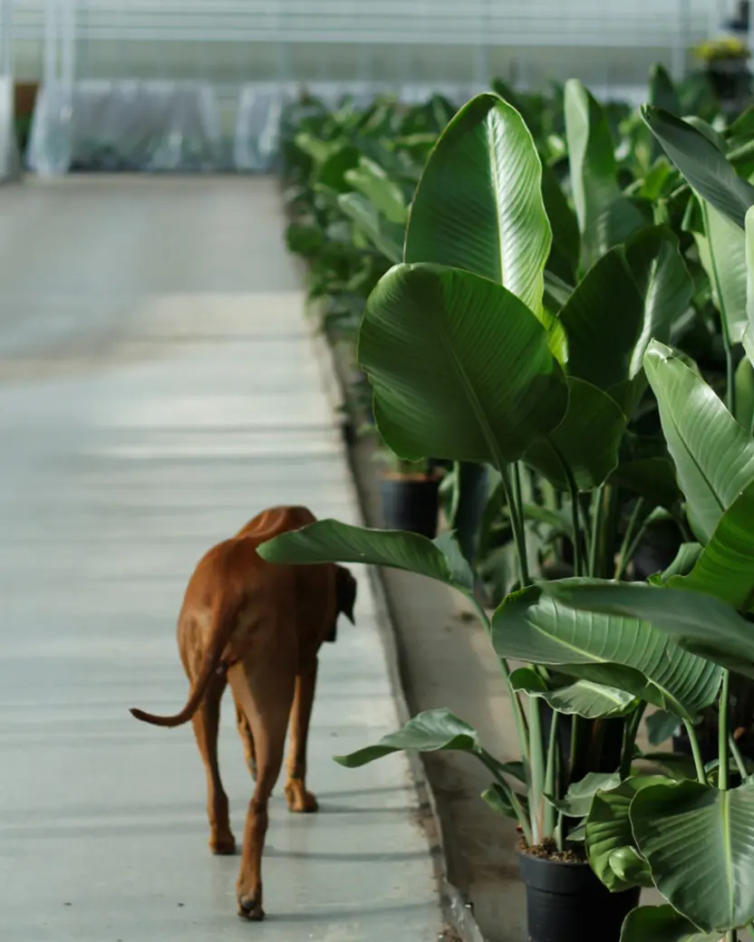 Experience design studio - Wisefools