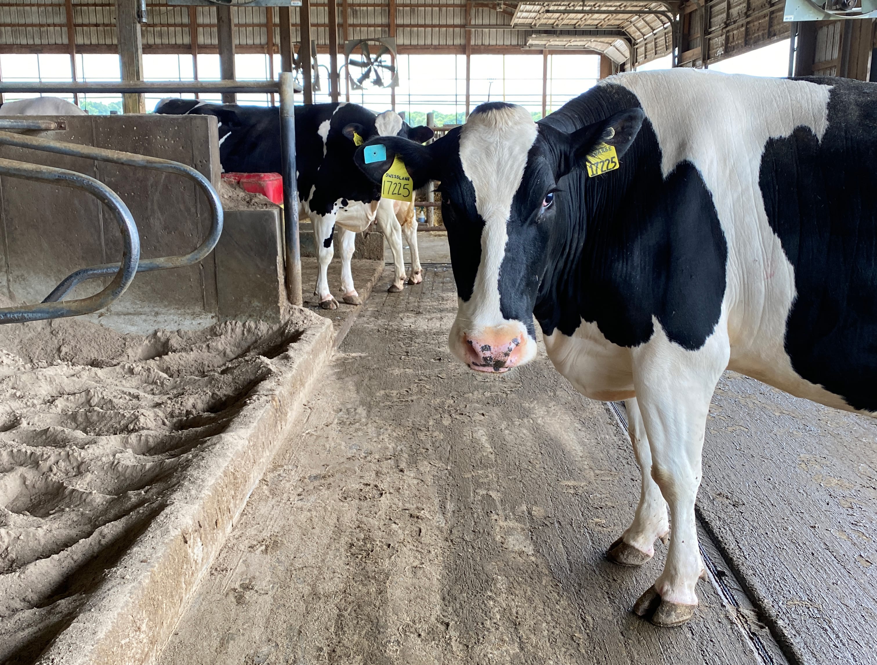 Milking summit - BouMatic