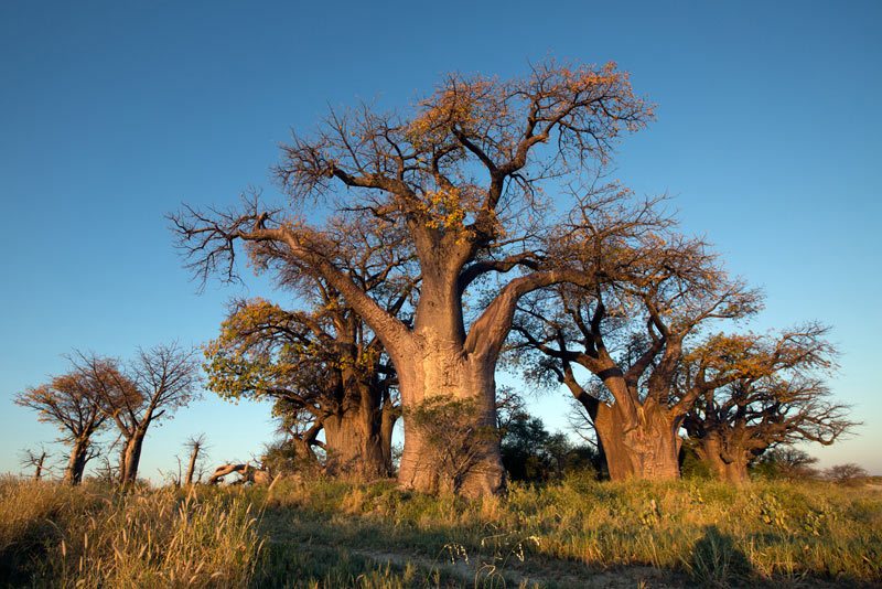 Botswana ~ Luxury African Safari