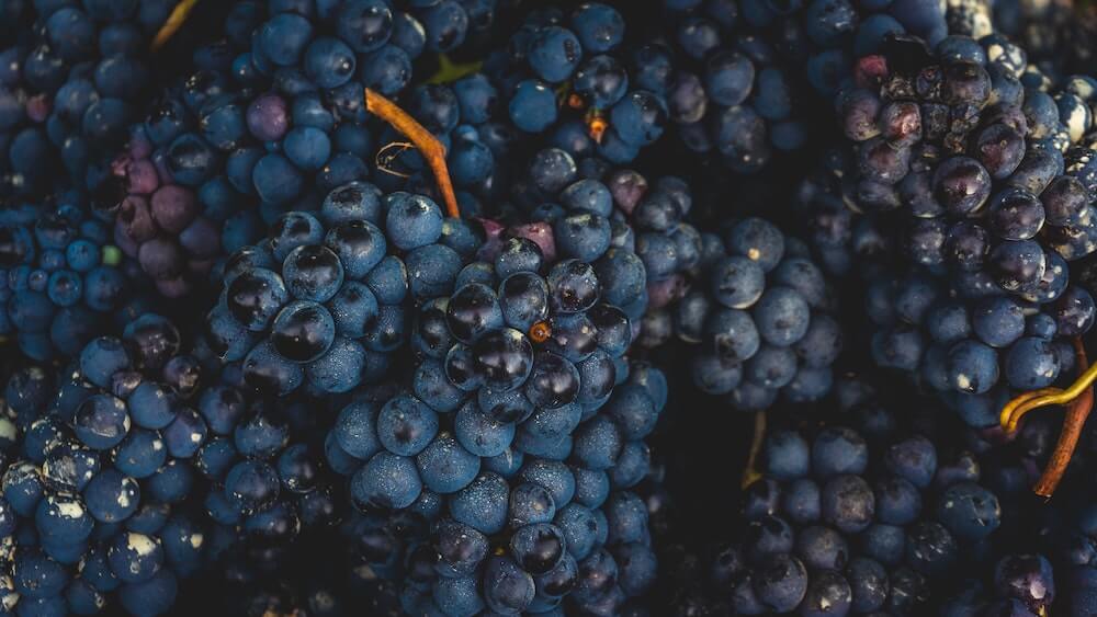 The Different Types Of Wine Grapes | The Momentum