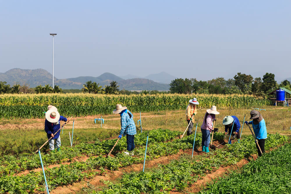 8 Pros Of Our Current Food System | The Momentum