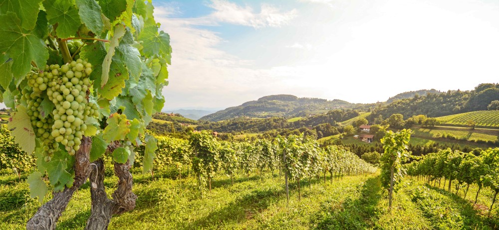 Sustainable Viticulture | The Momentum