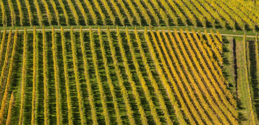 Biodynamic Wine Farming | The Momentum