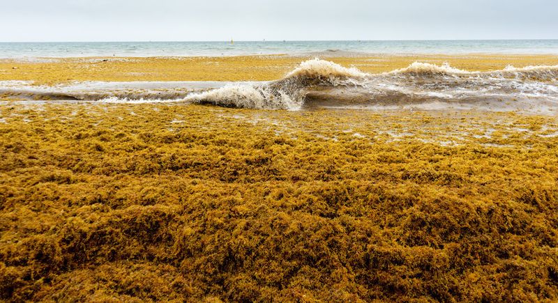 Welcome To The Sargassum Sea | The Momentum
