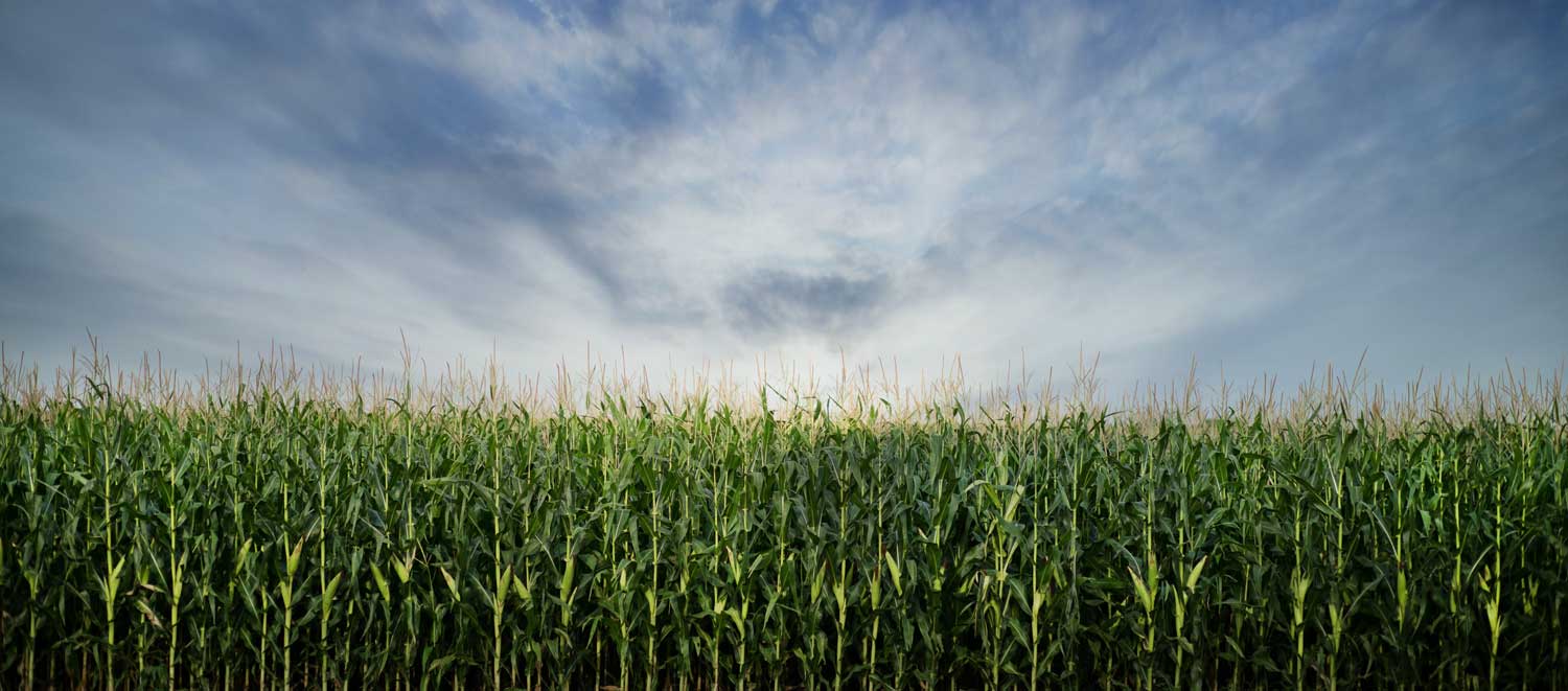 The Mass Production And Industrialization Of Corn | The Momentum