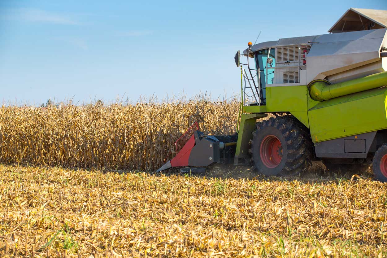 The Mass Production And Industrialization Of Corn | The Momentum