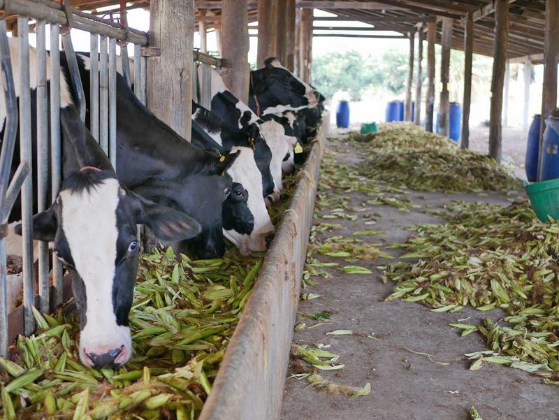 The Mass Production And Industrialization Of Corn | The Momentum