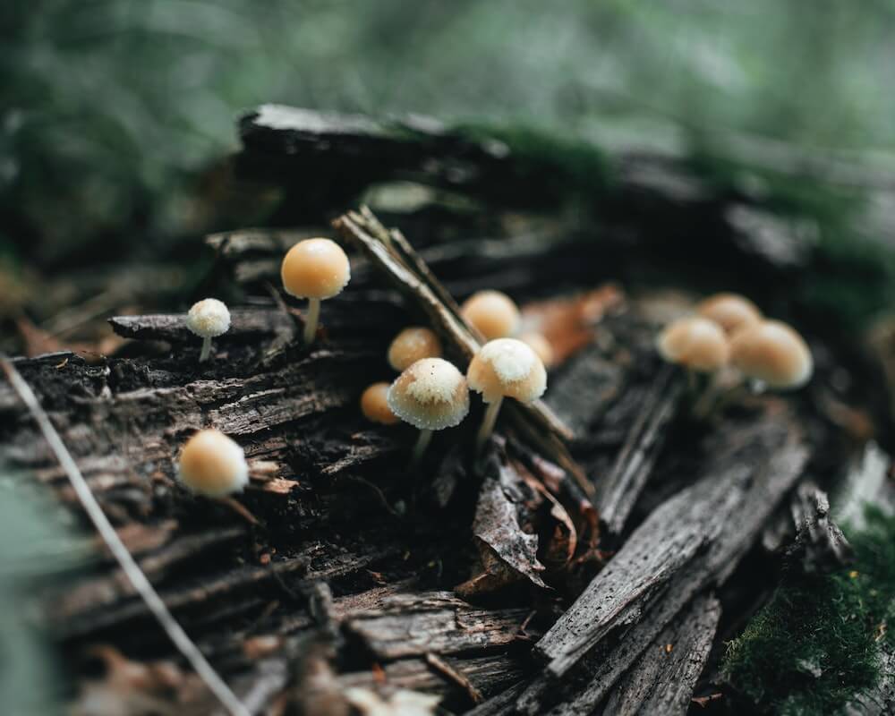 The 4 Most Important Environmental Benefits Of The Fungus Among Us ...