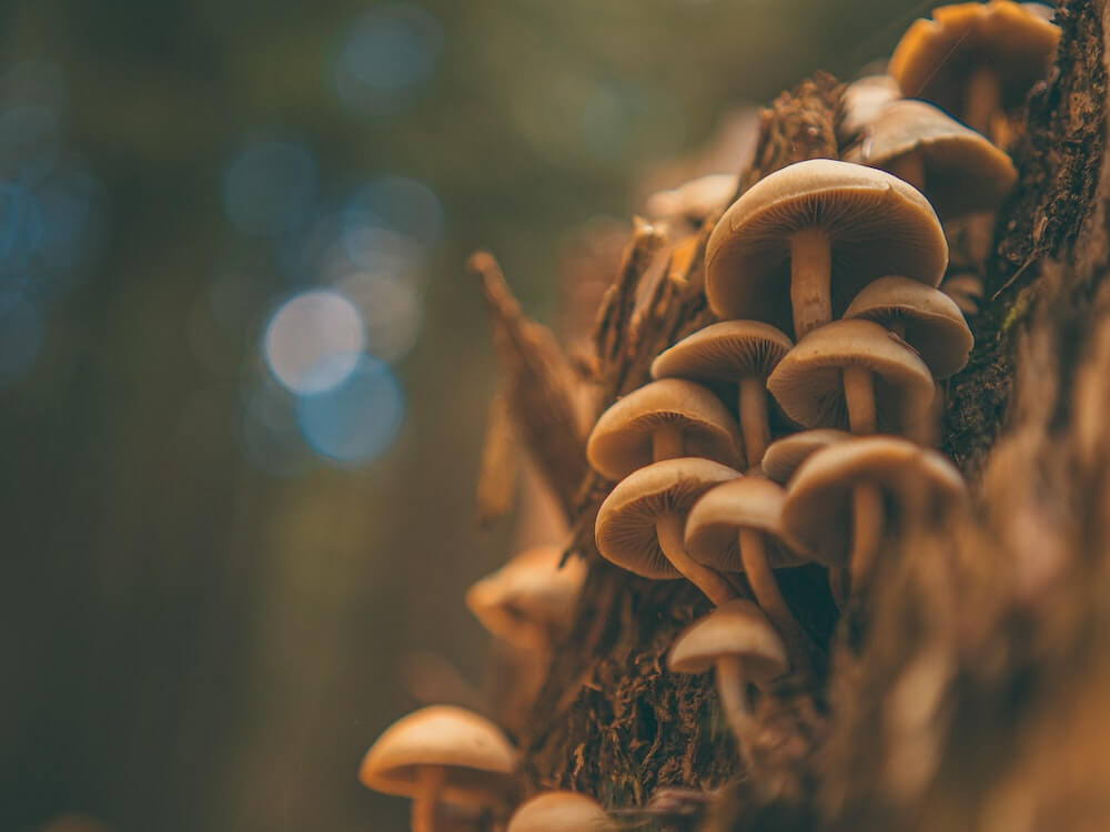 The 4 Most Important Environmental Benefits Of The Fungus Among Us ...