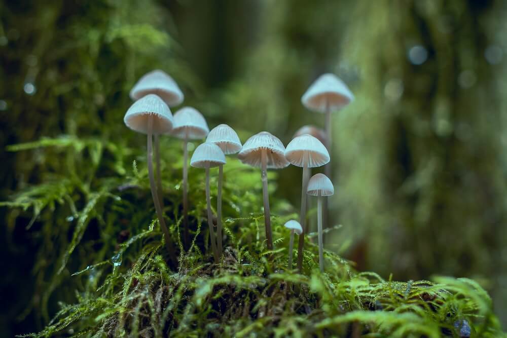 Help Or Harm? How Nearly Invisible Fungi Play A Massive Role In The ...