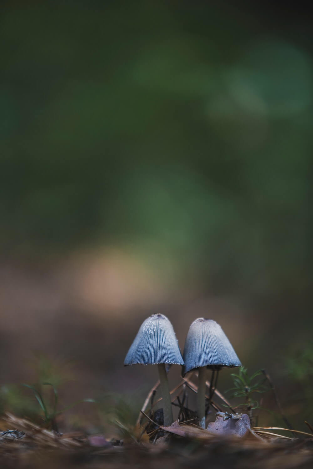 Help Or Harm? How Nearly Invisible Fungi Play A Massive Role In The ...