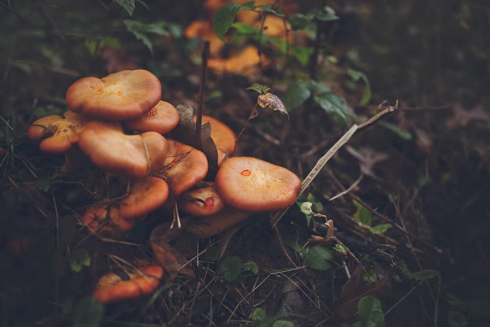 From Ecuador To New Zealand: How Fungi Can Help Clean Oil Spills | The ...
