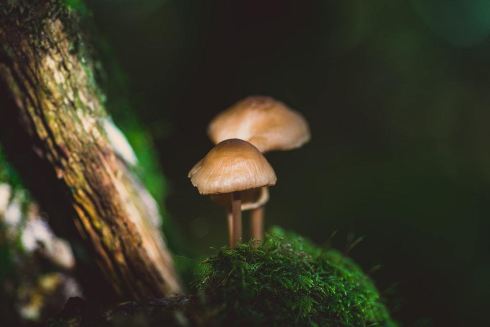 How Fungi Can Play A Role To Help Solve The Climate Crisis | The Momentum