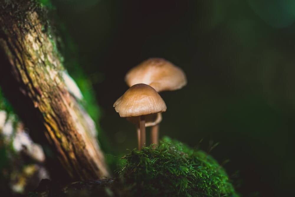 From Ecuador To New Zealand: How Fungi Can Help Clean Oil Spills | The ...