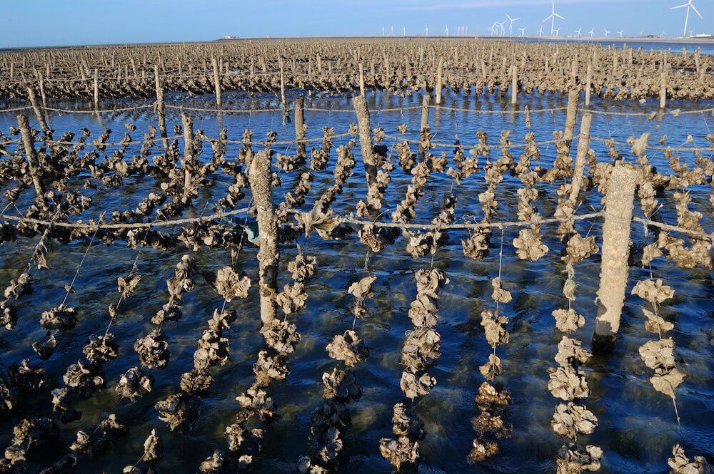 U.S Oyster Farms to Check Out | The Momentum