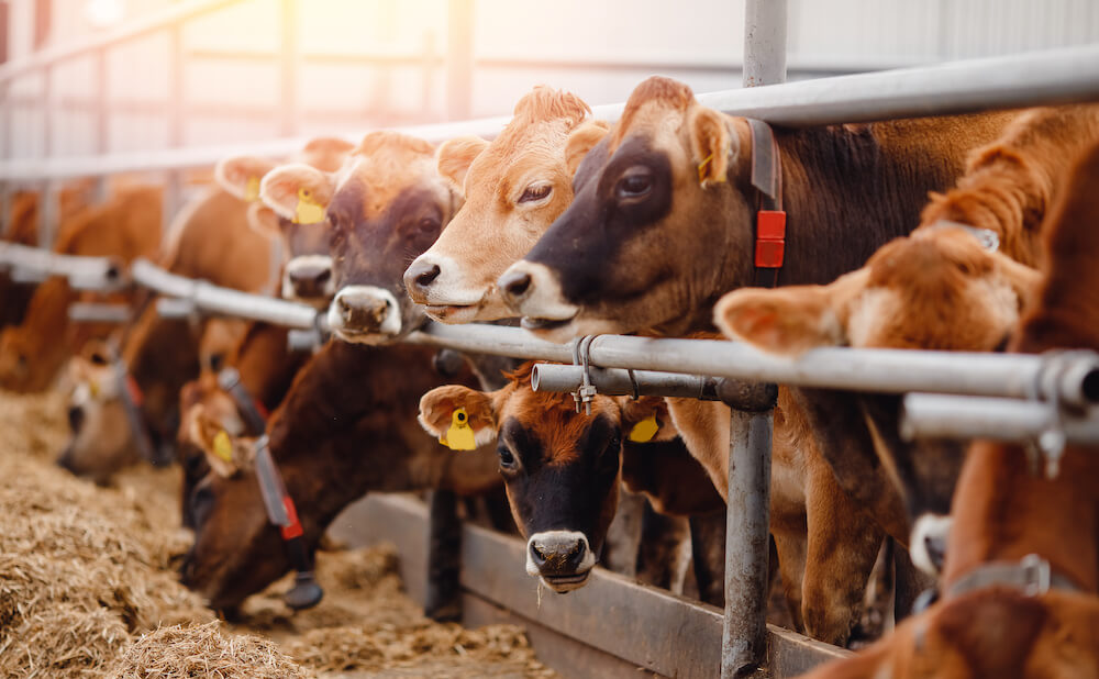 Ethical Meat Production: Animal Welfare In The Context Of Environmental ...