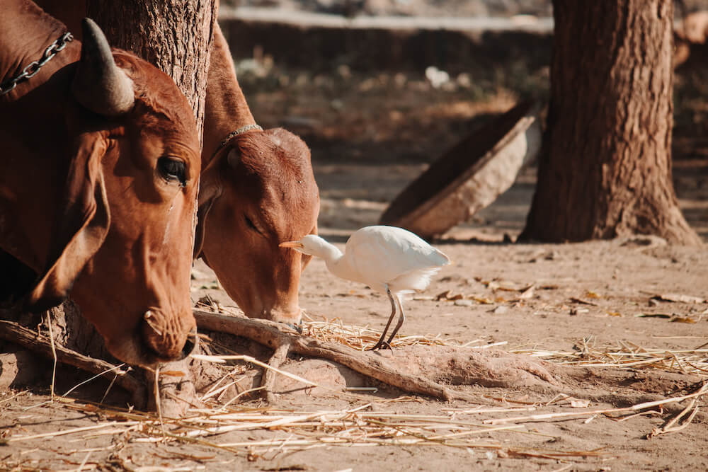 The Momentum | Blame the Management: How Cattle Affect Biodiversity on ...