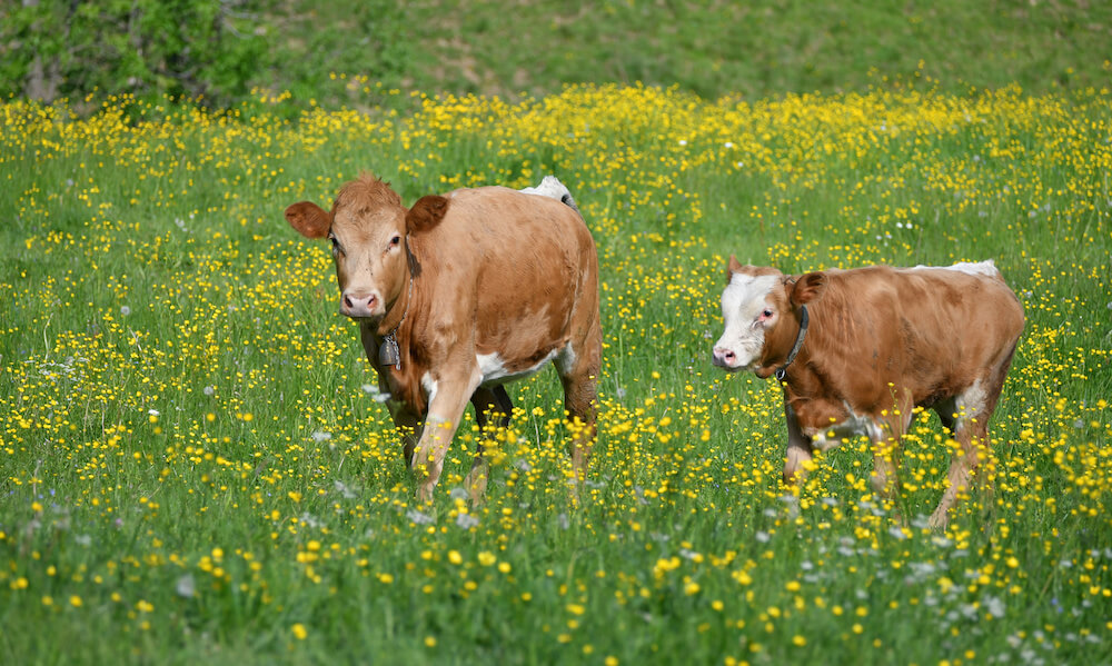 Blame the Management: How Cattle Affect Biodiversity On The Farm And ...