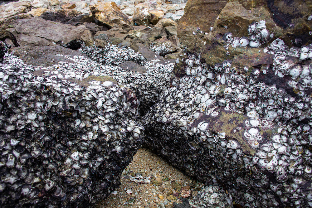 Oysters: A Dive Into Bivalve Aquaculture | The Momentum