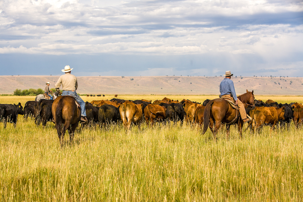 Building A Better Beef Supply Chain | The Momentum
