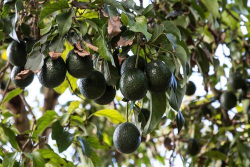 How To Grow An Avocado Tree | The Momentum