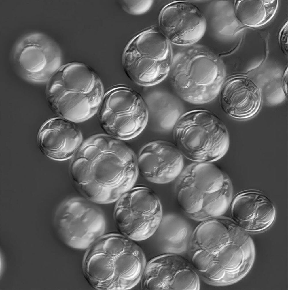 The Momentum | Using Algae To Replace Petroleum In The Outdoor Industry