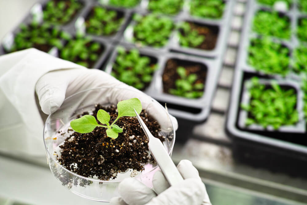 How Biotechnology Impacts Our Environment | The Momentum
